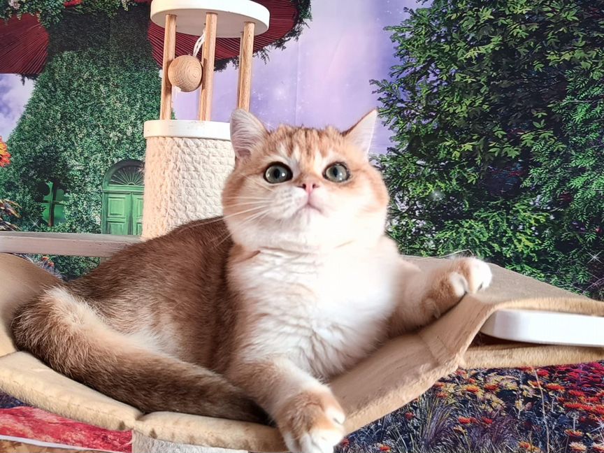 Британский компаньон