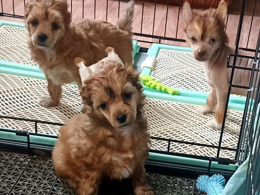 Китайская хохлатая собака щенки