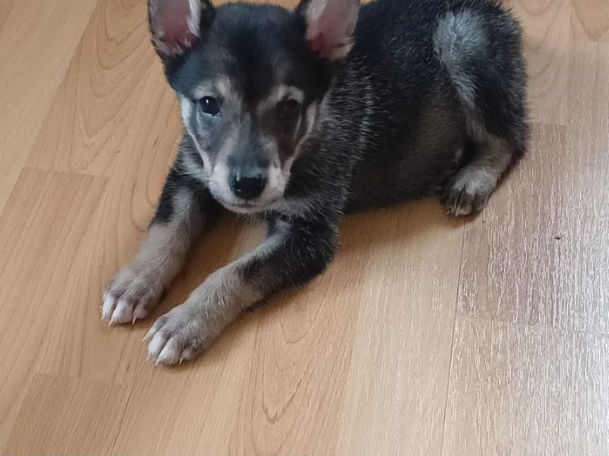 Щенок для квартиры или дома