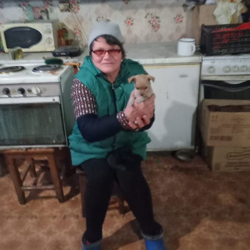 Русский той-терьер, щенок