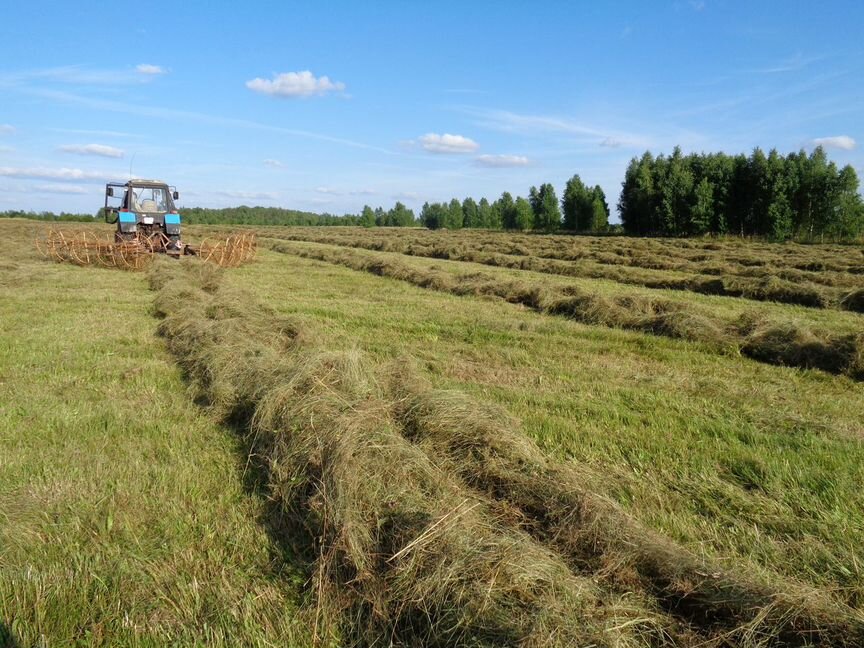 Сено. Урожай 2023 г. Доставка