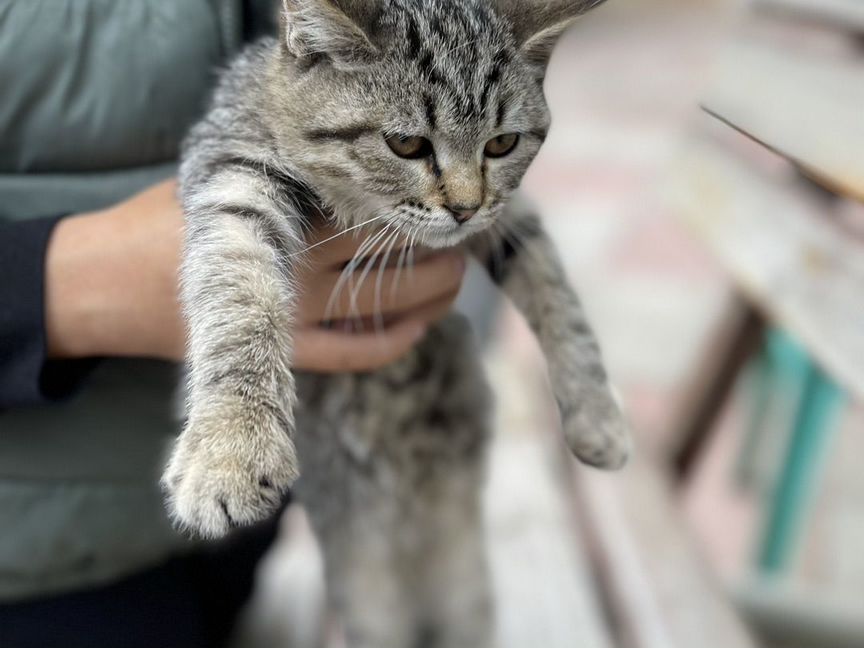 Котята в добрые руки майкун