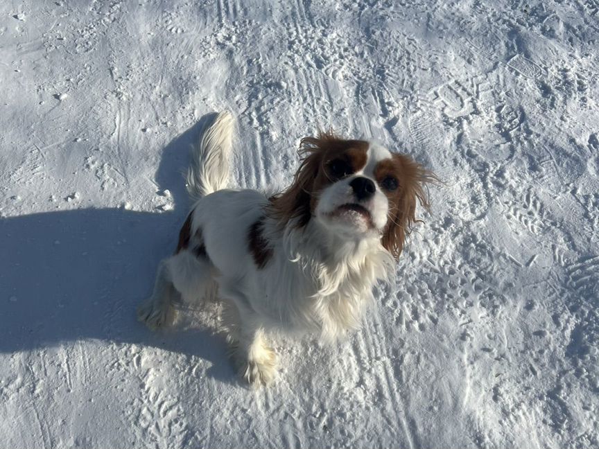 Кавалер кинг чарльз спаниель