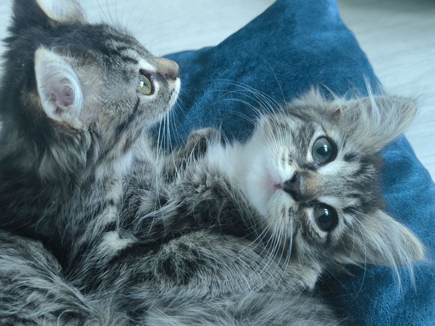 Котята 2 мес