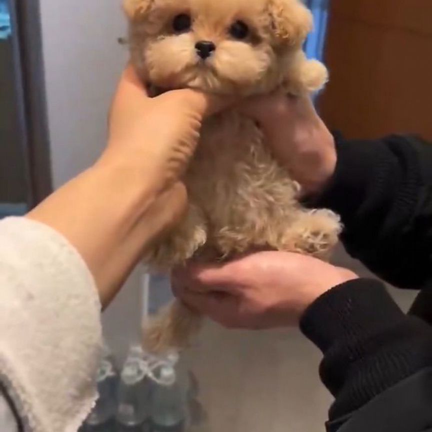 Мальчик пушон