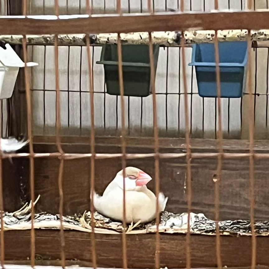 Рисовые амадины