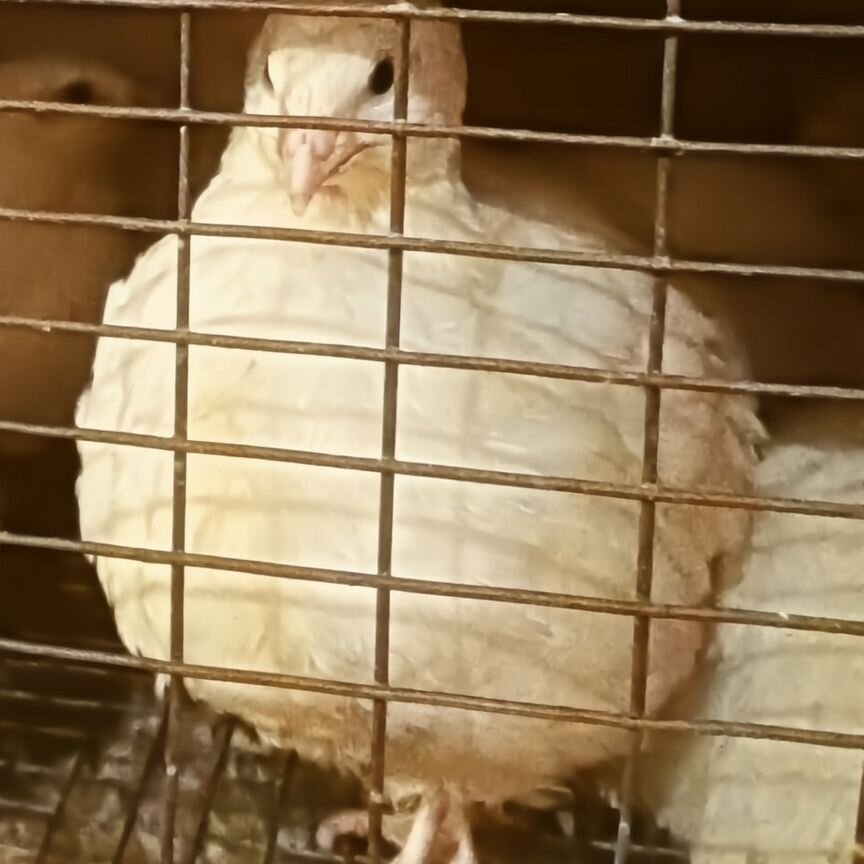 Перепела несушки техасс