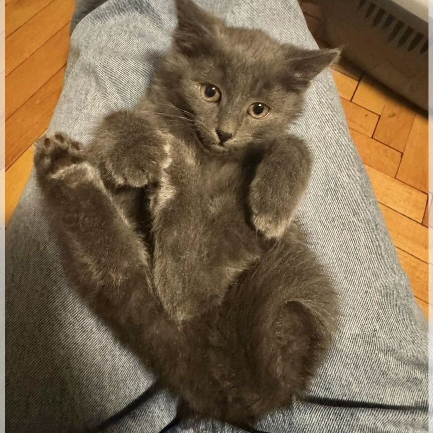 Котёнок в добрые руки