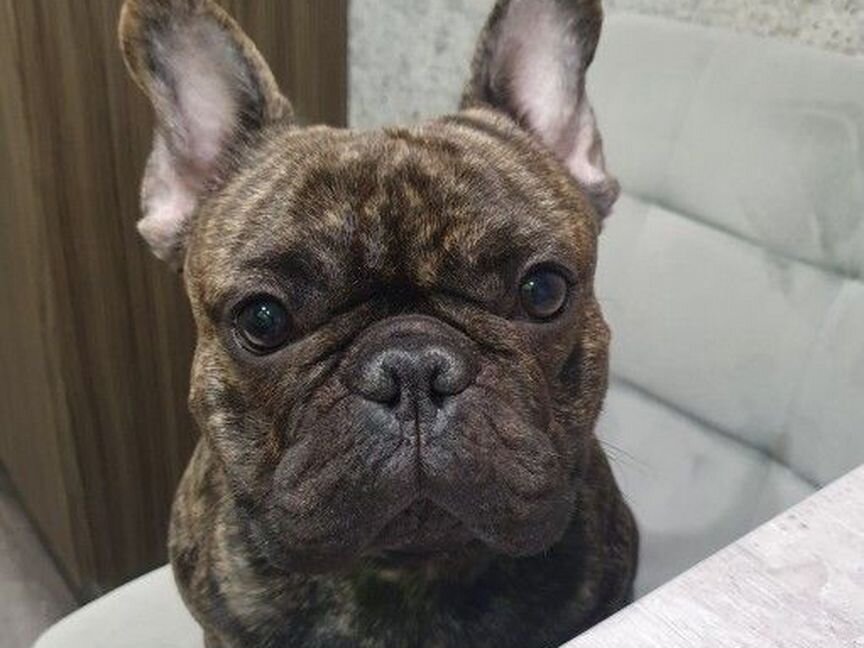 Французский бульдог вязка