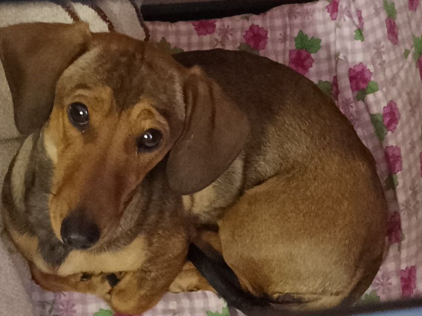 Кроличья такса