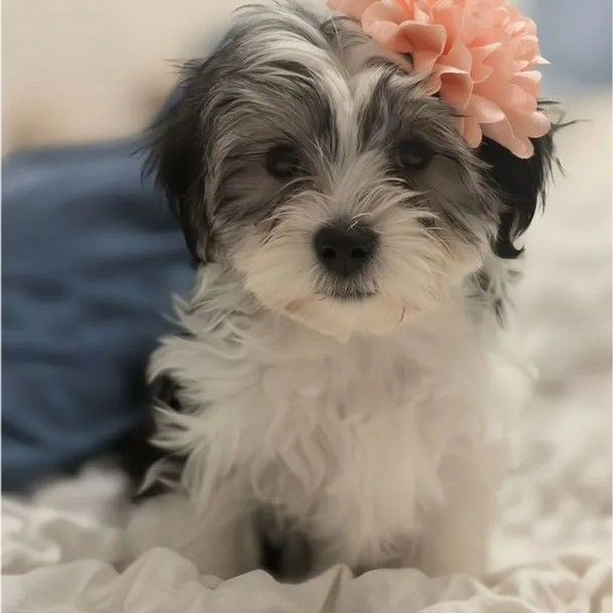 Йоркширский терьер, щенок