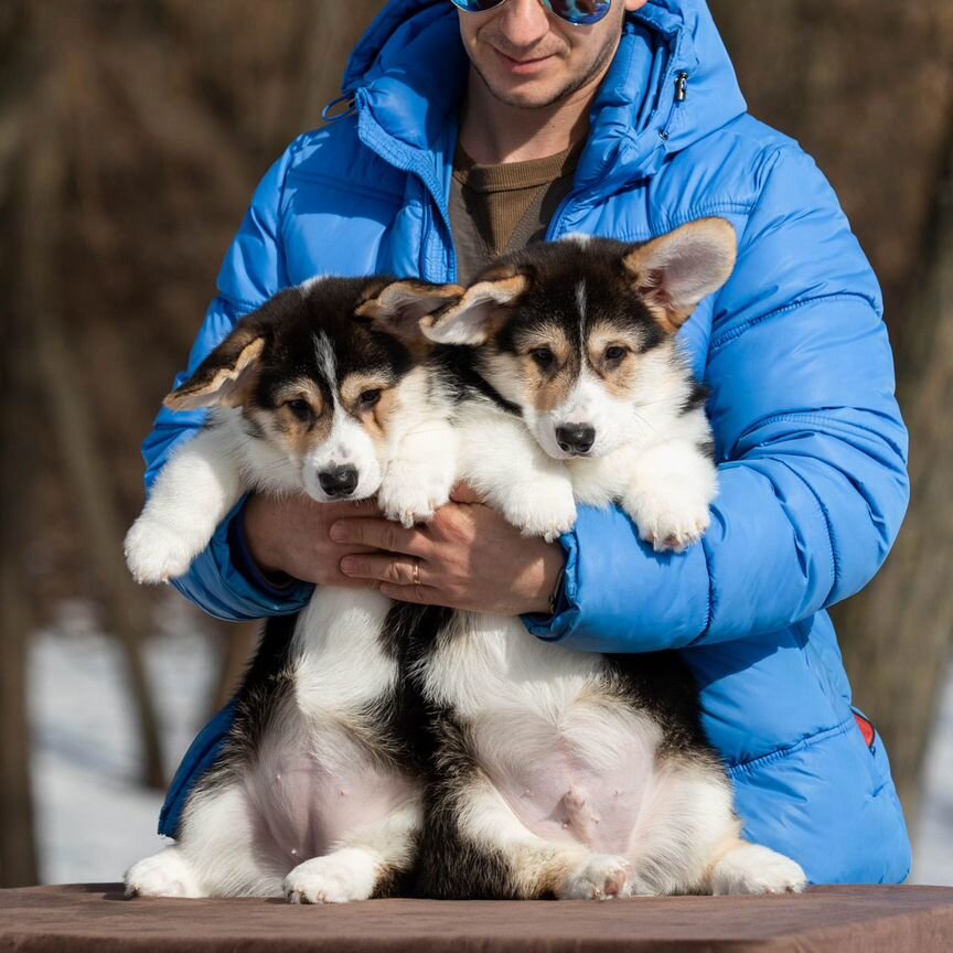 Два щенка корги