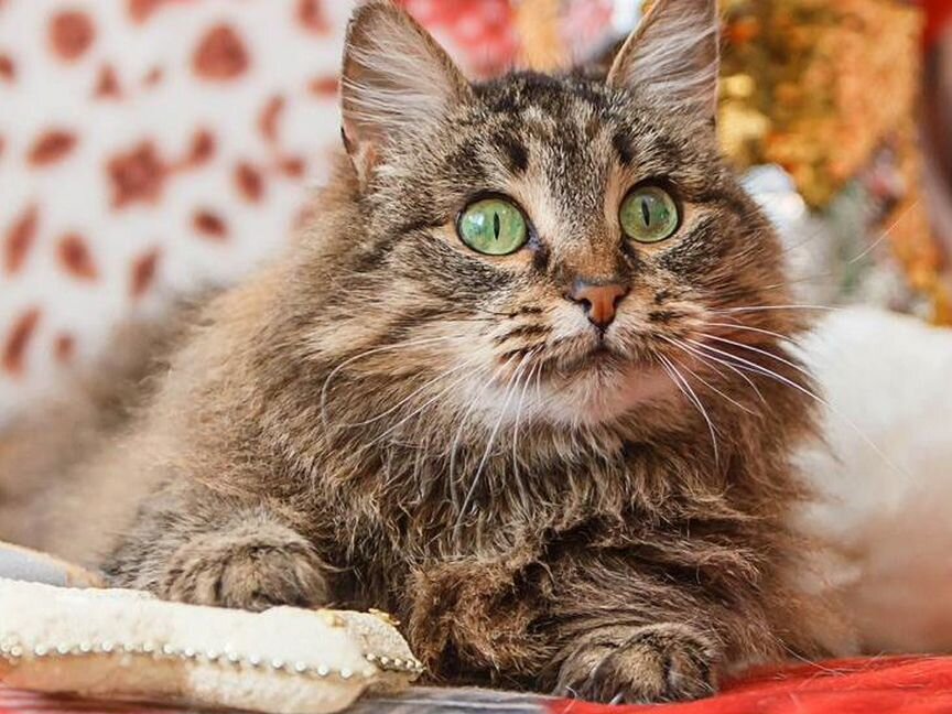 Зеленоглазая красотка ищет хороших хозяев