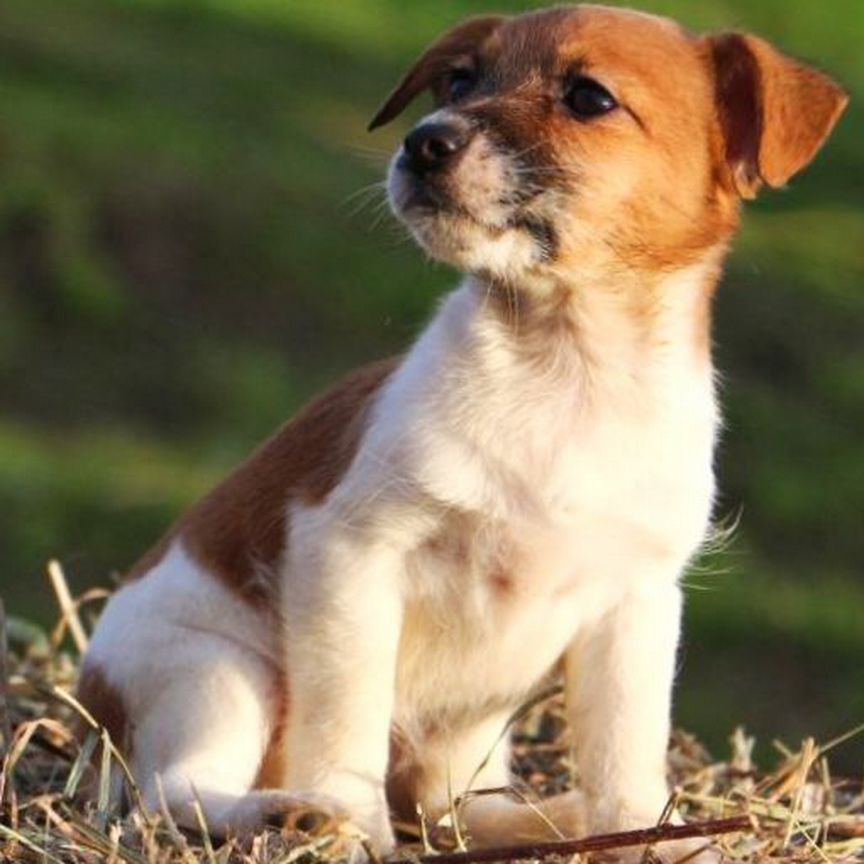 Щенок Джек Рассел терьер девочка