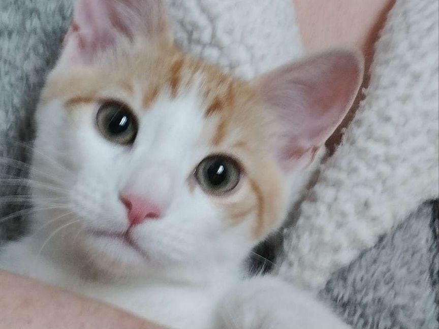 Котик Тимошка