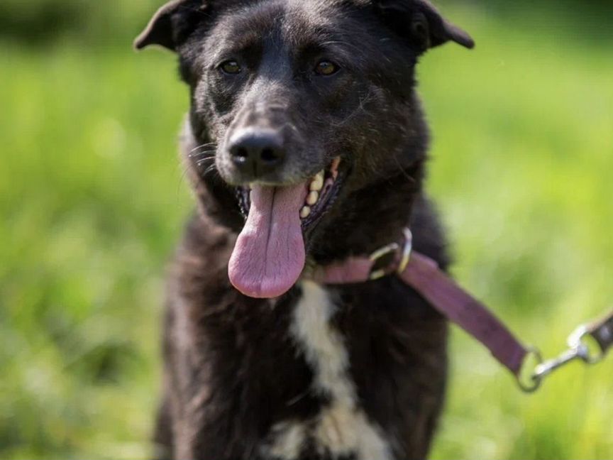 Веселая игрунья Лайма в добрые руки