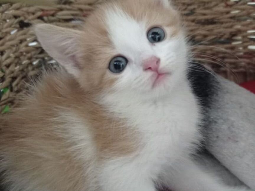 Котята в ответственные любящие руки
