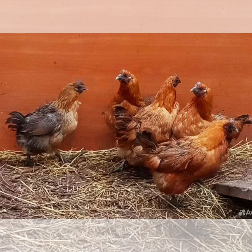 Куры полутора - двухгодовалые