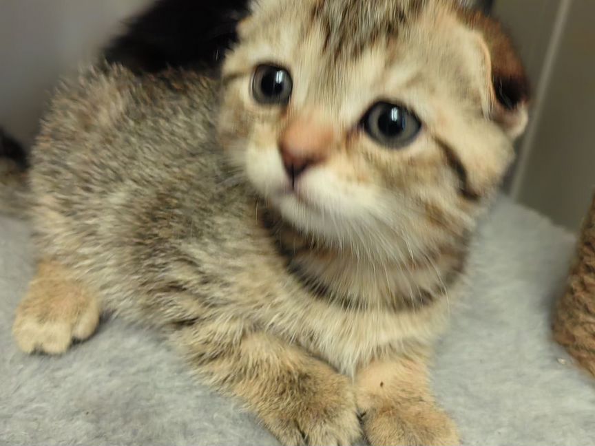 Британские вислоухие котята