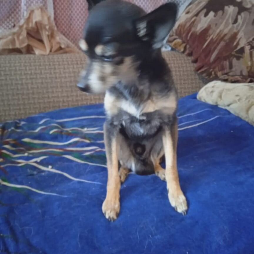 Той терьер в добрые руки