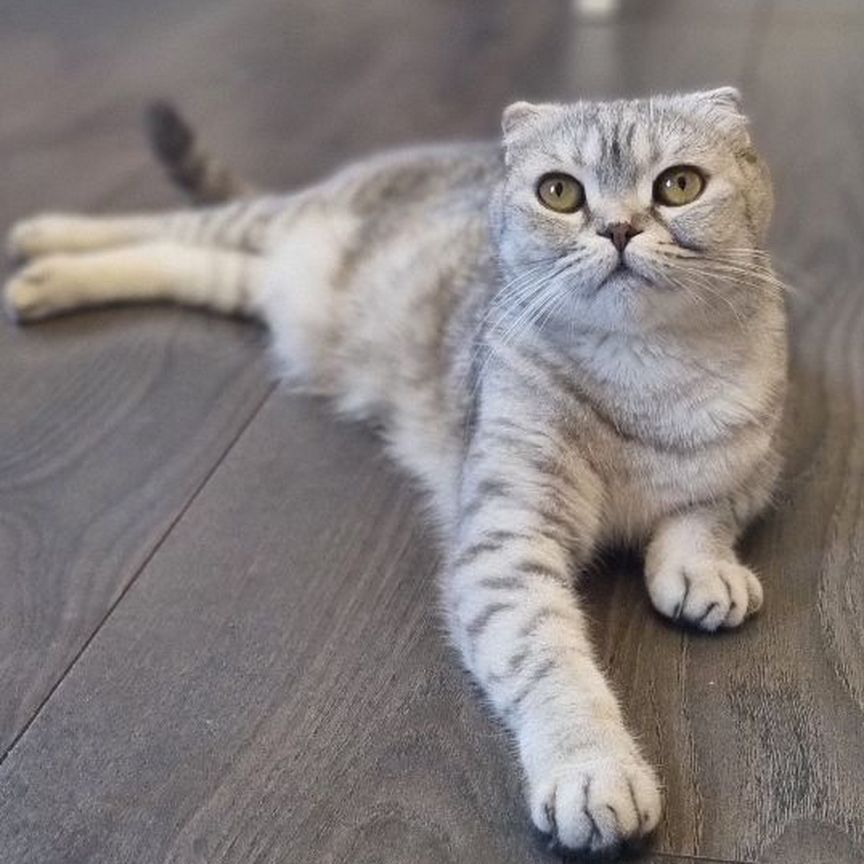 Шотландская вислоухая кошка в добрые руки