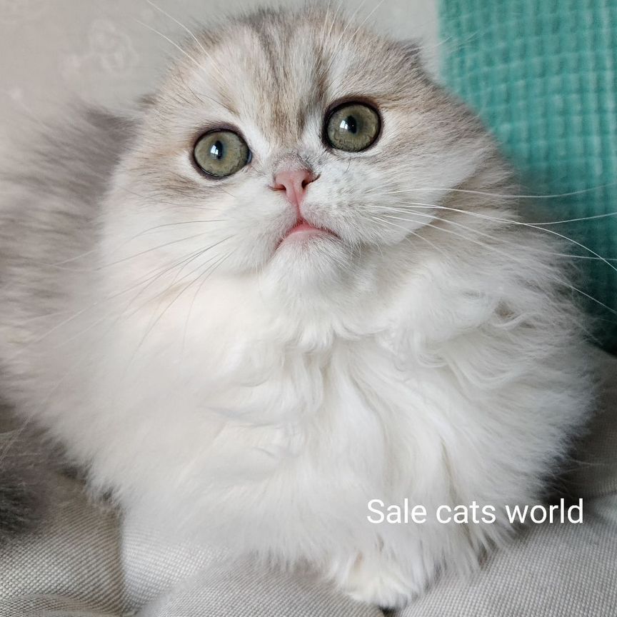 Шотландский мальчик голубое золото