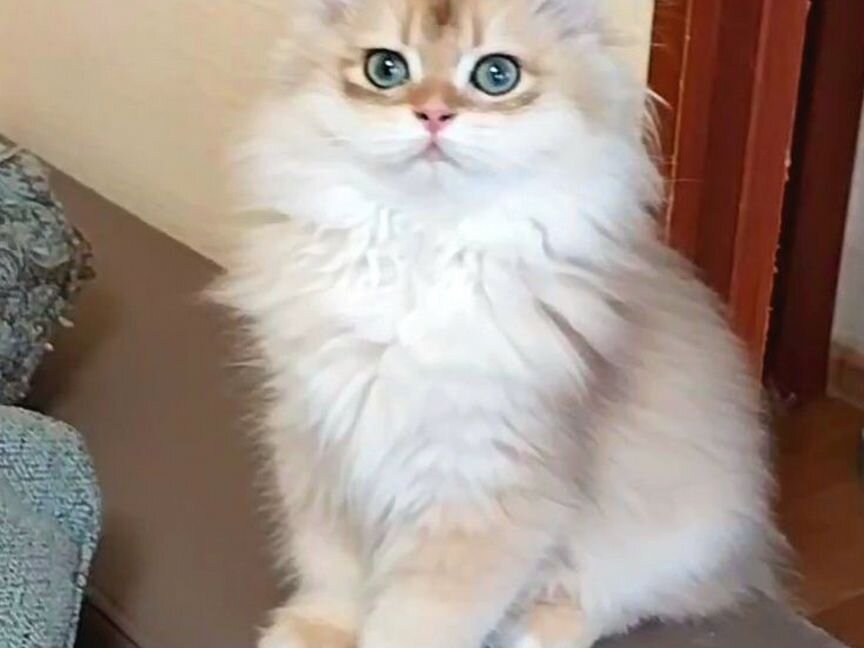 Шотландский пушистик