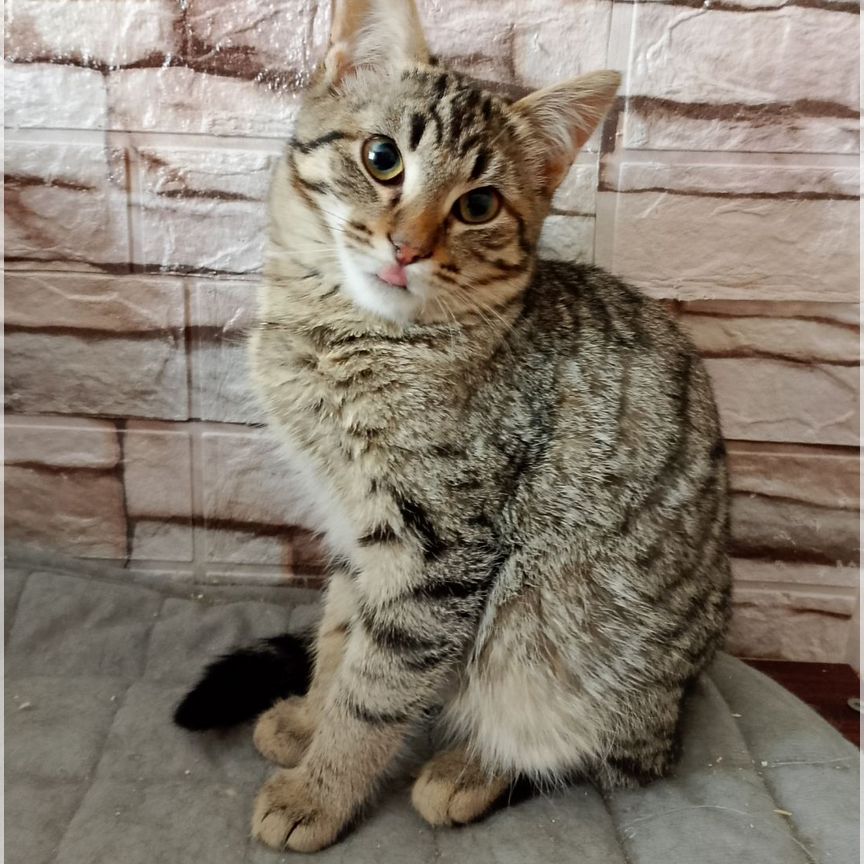 Котёнок в добрые руки