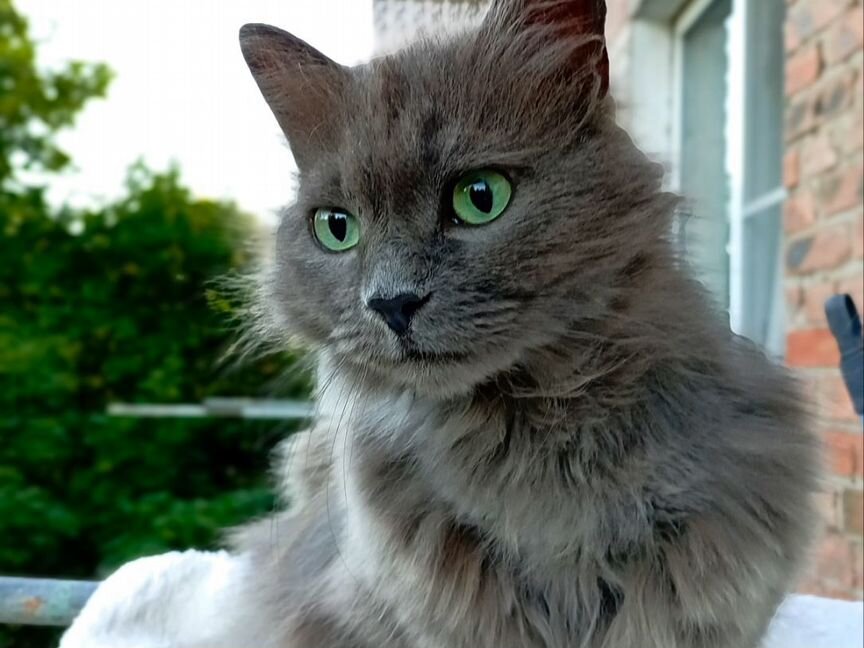 Кошка Луна в добрые руки