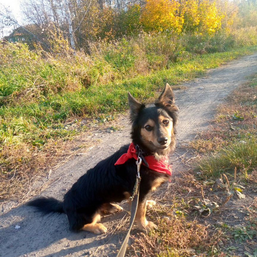 Тимошка ищет дом