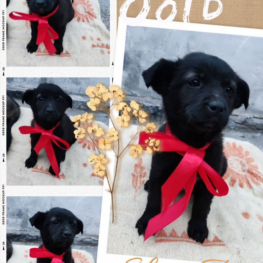 Щенки ищут дом