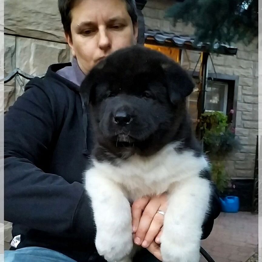 Идеальный акитос