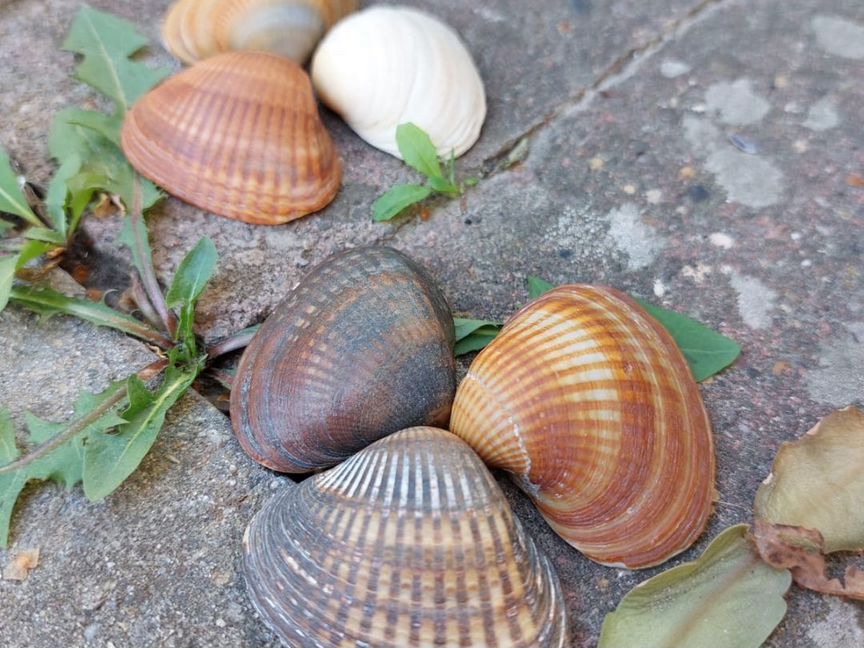 Ракушки морские, есть разные