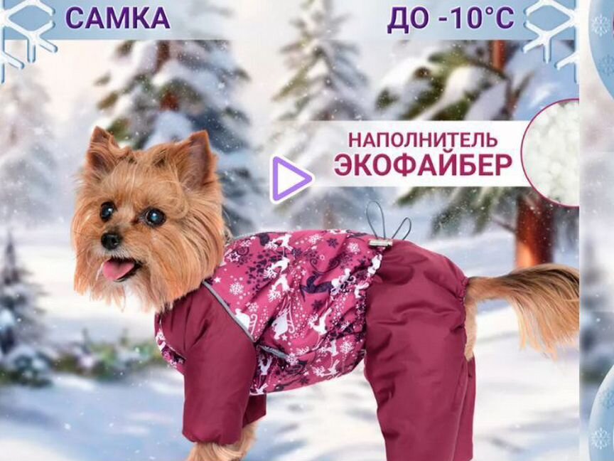 Одежда для собак
