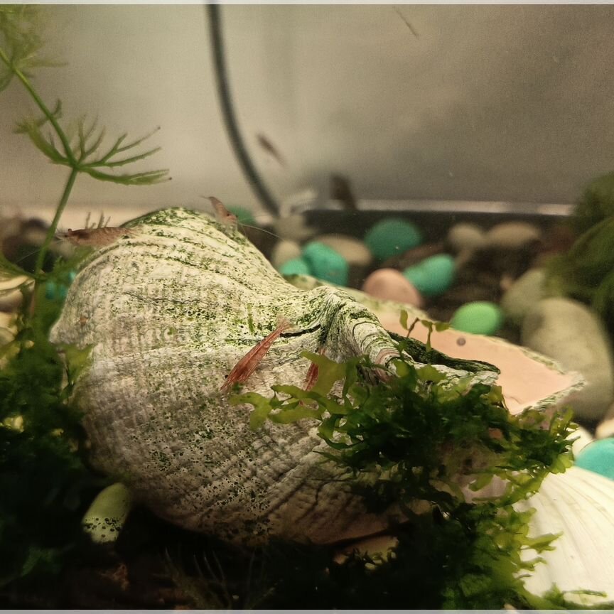 Аквариумные креветки