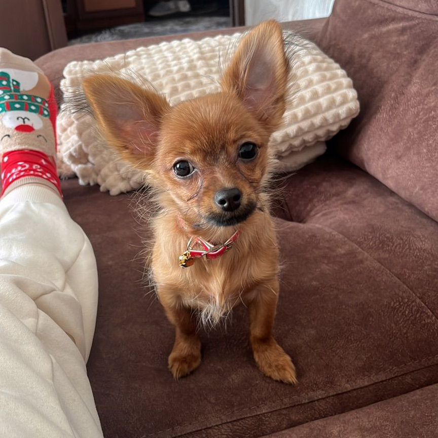 Продам чихуахуа