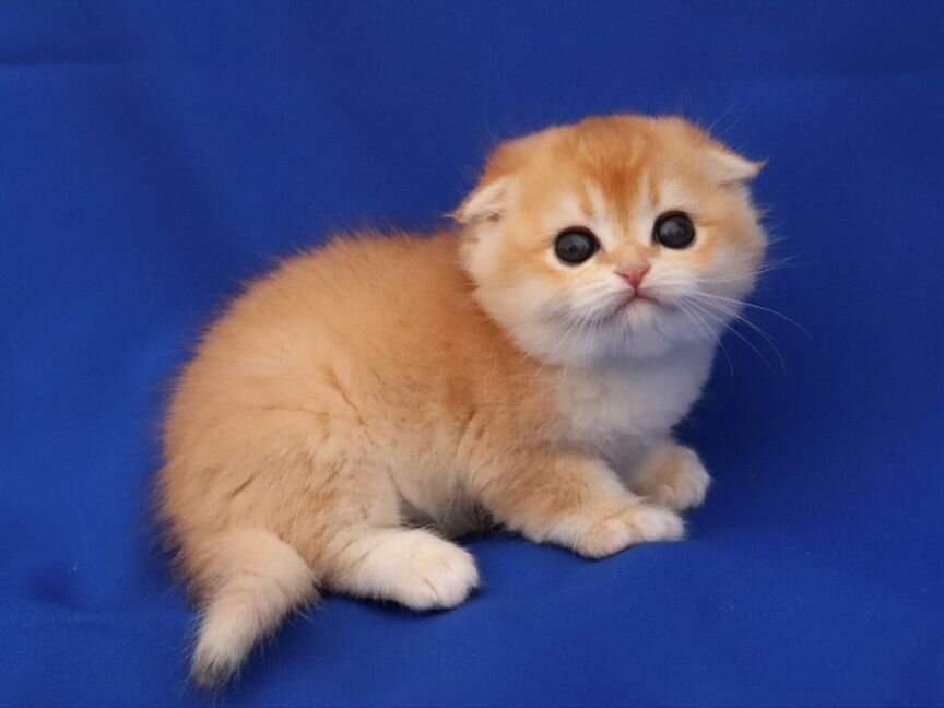 Шотландские золотые шиншиллы