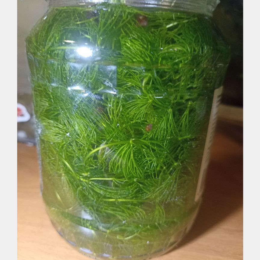 Водоросли для аквариума (роголистник)