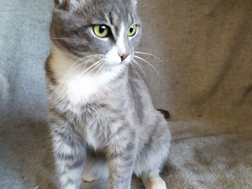 Котик Грей ищет хозяина