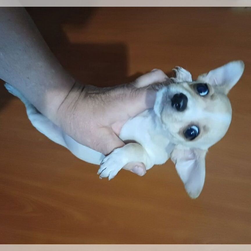 Качественные щенки мини той терьера разного пола 2