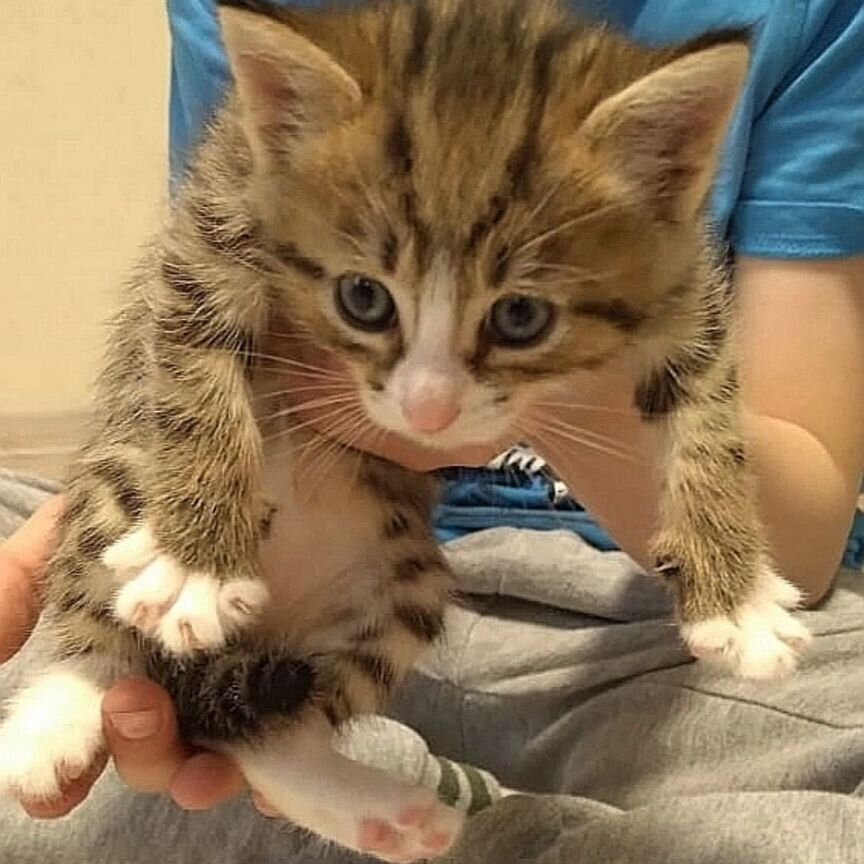 Котята