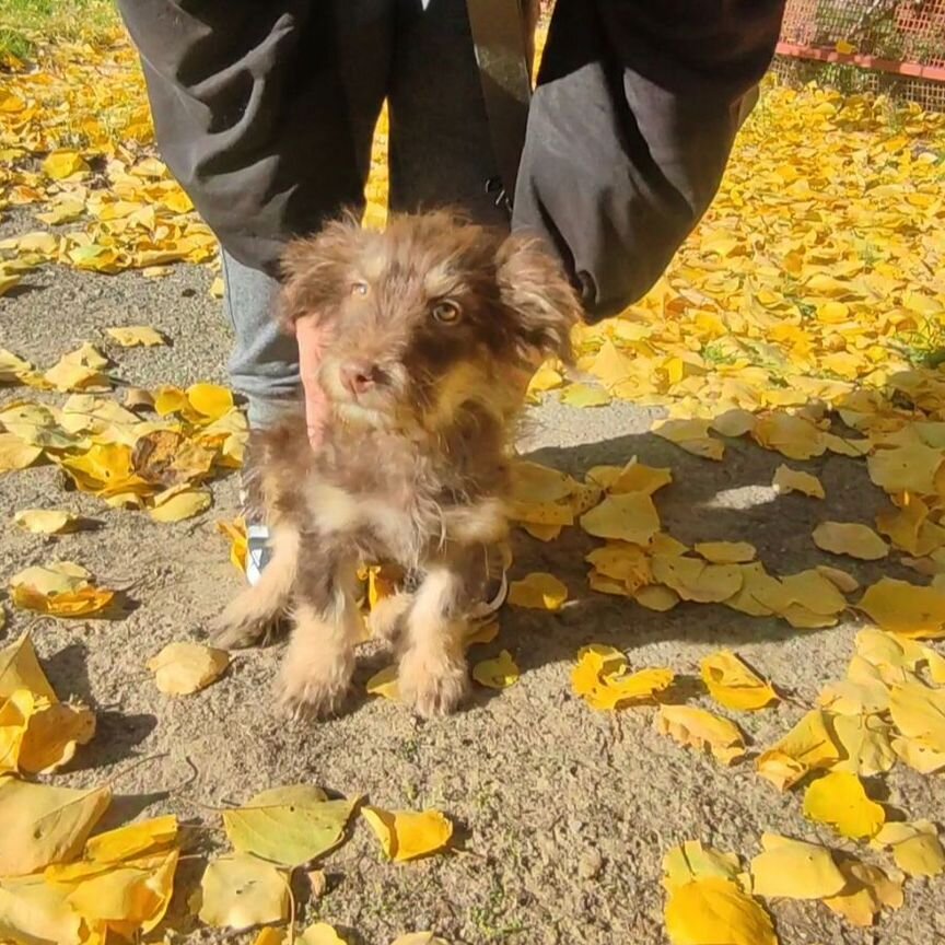 Щенок в добрые руки