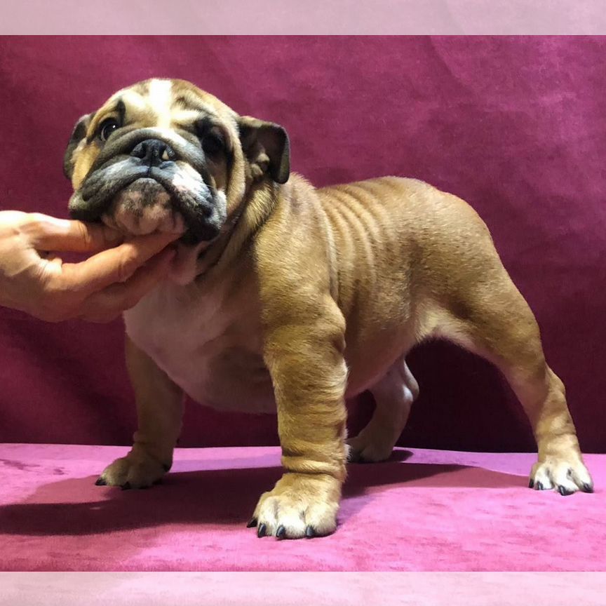 Английский бульдог, щенок