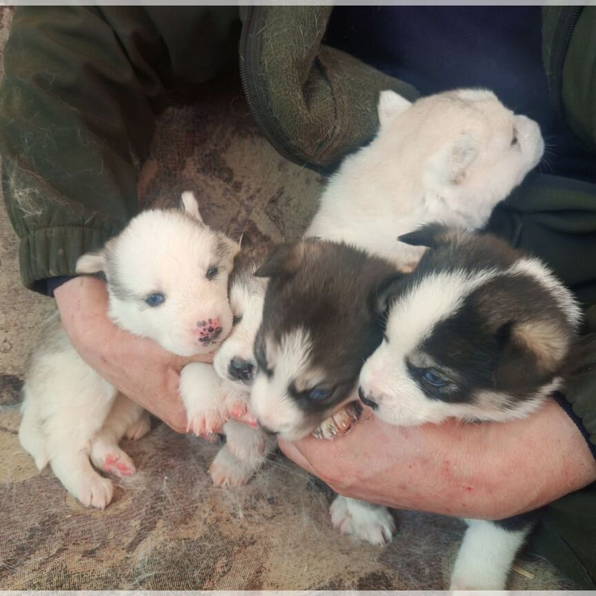 Сибирский хаски, щенок
