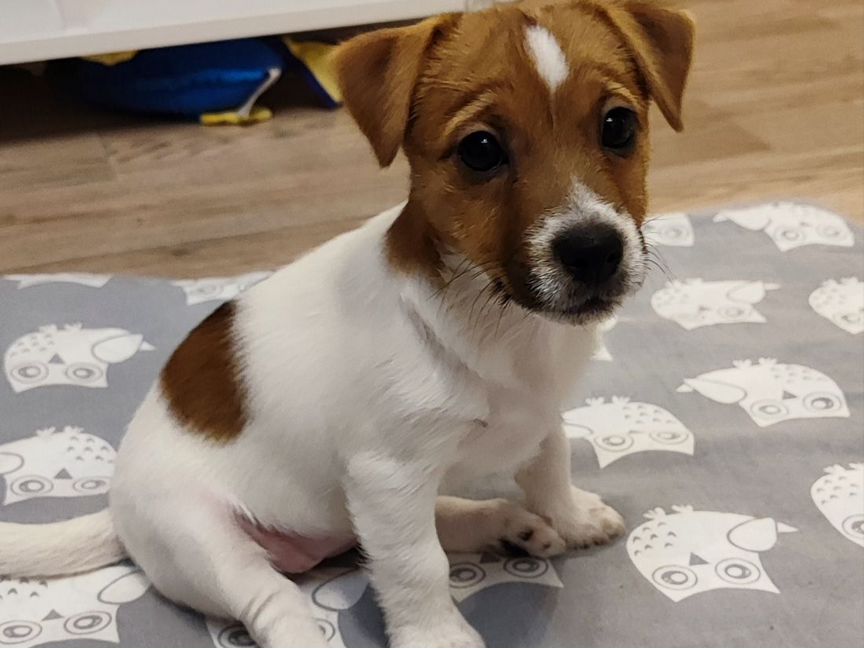 Щенки джек рассел терьер