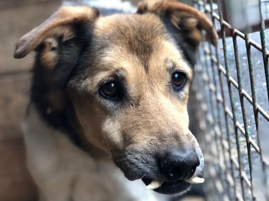 Особенная собака из приюта в поисках дома