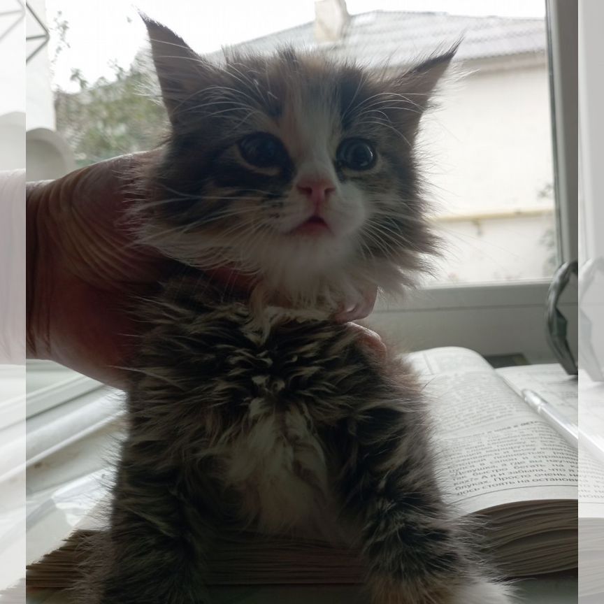 Котенок