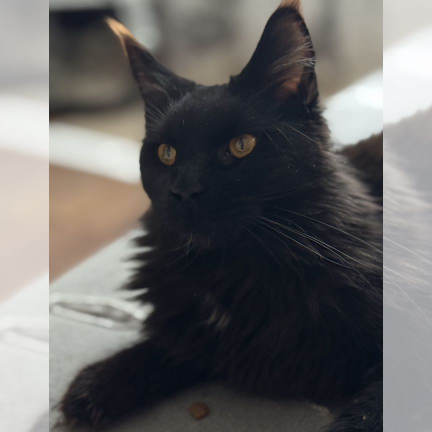 Мейн-кун, взрослая кошка