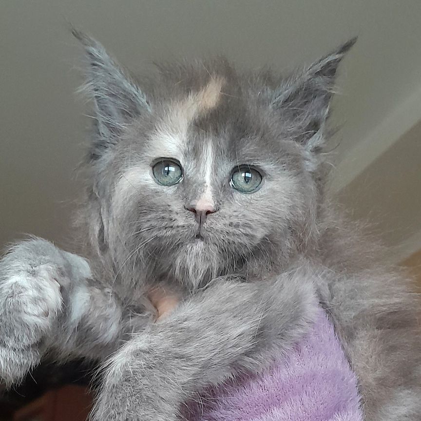 Сапфировая красавица