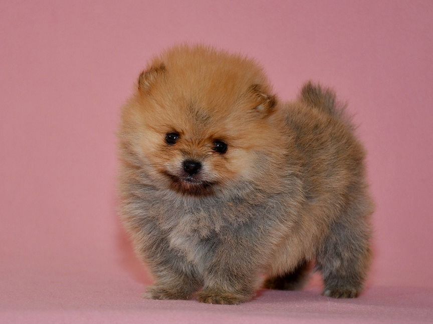 Померанский шпиц миник медвежьего типа